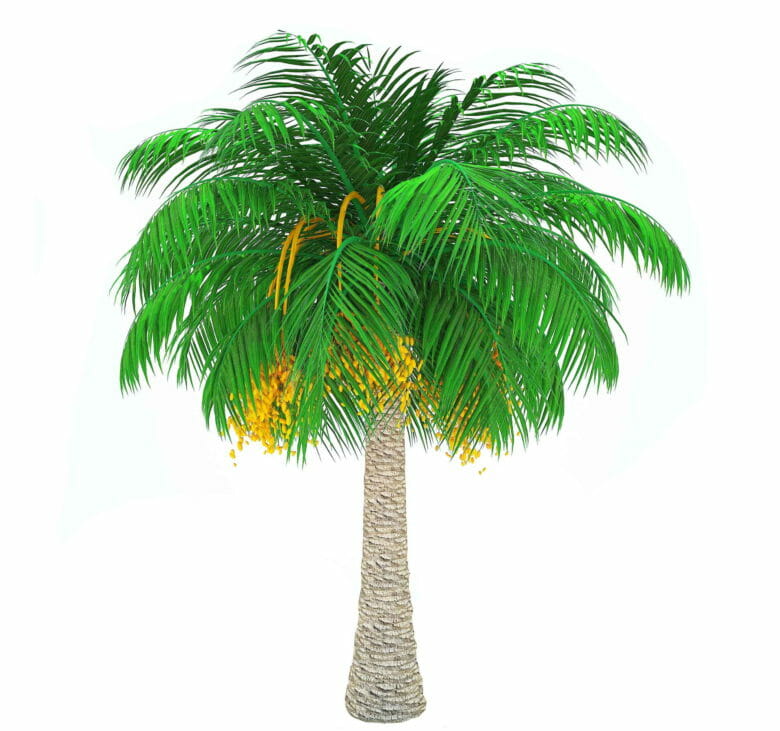 Date Palm Tree 3D Model Garden plants