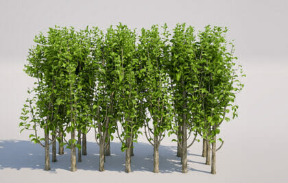 Large Square Bush 3D Model 3D Plants