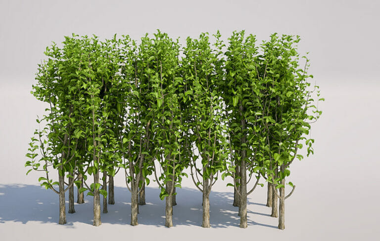 Plants Free 3D Model Download for Cinema 4D