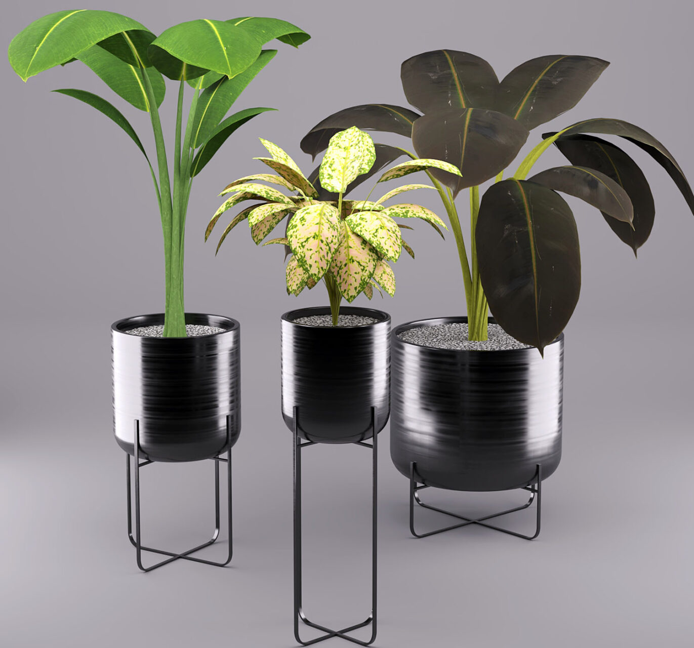 3 Modern Plants in Black Pots 3D Model 3D Plants