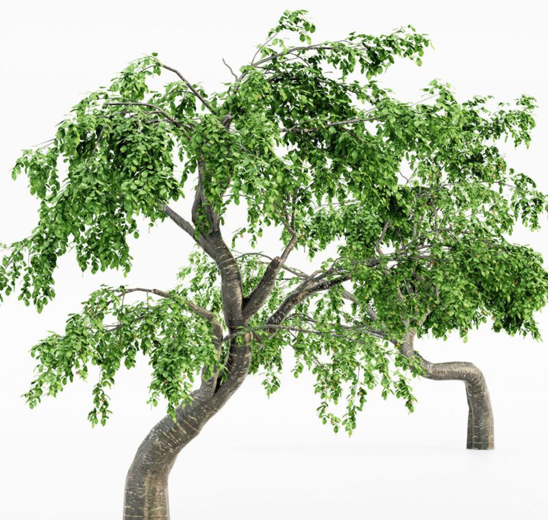 5 Cherry Tree 3D Models 3D Plants