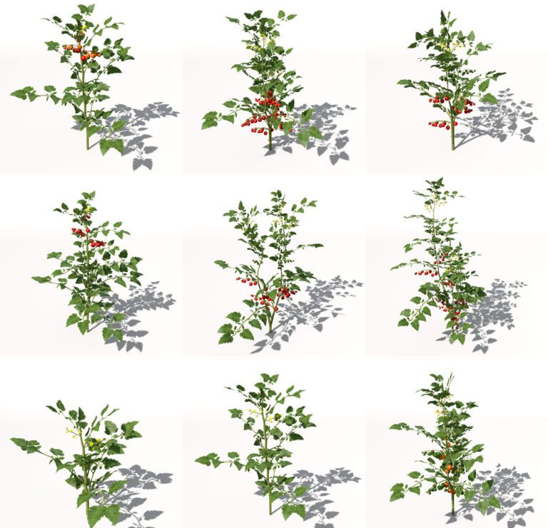 Cherry Tomato Set 3D Model