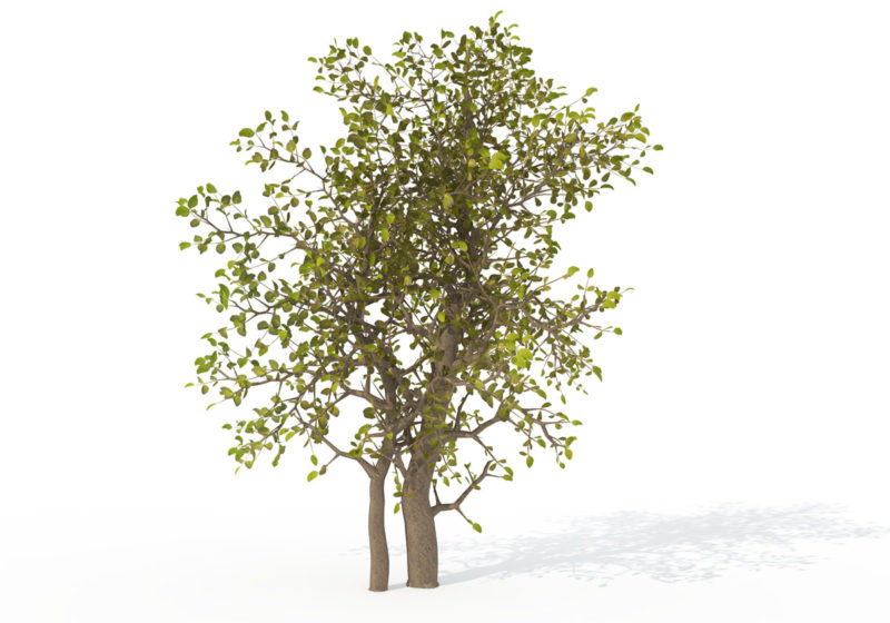 Sapling Carissa Tree 3D Model 3D Plants