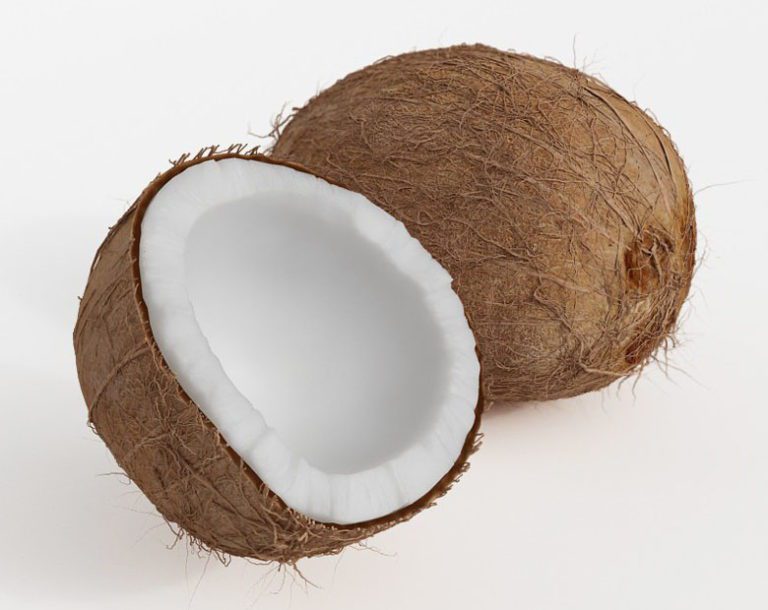 Coconut Free 3D Model Greengrocery