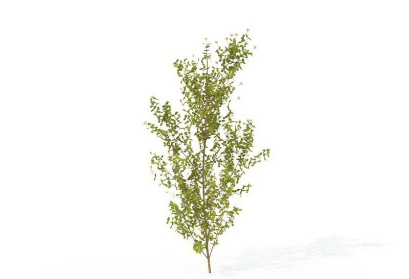 Common Dogwood Tree 3D Model 3D Plants