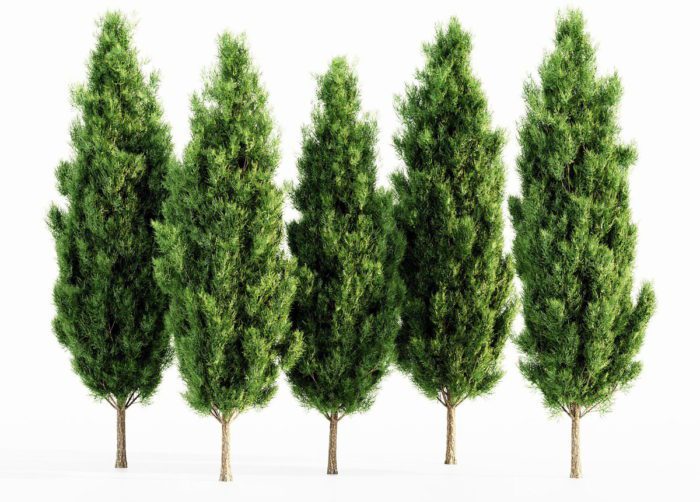Cypress Tree Collection 3D Model 3D Plants