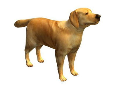 Dog 3D Model Animals