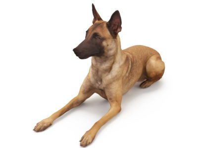 Dog Free 3D Model Animals
