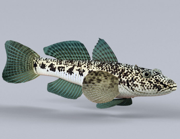 Fish 3D Model Animals