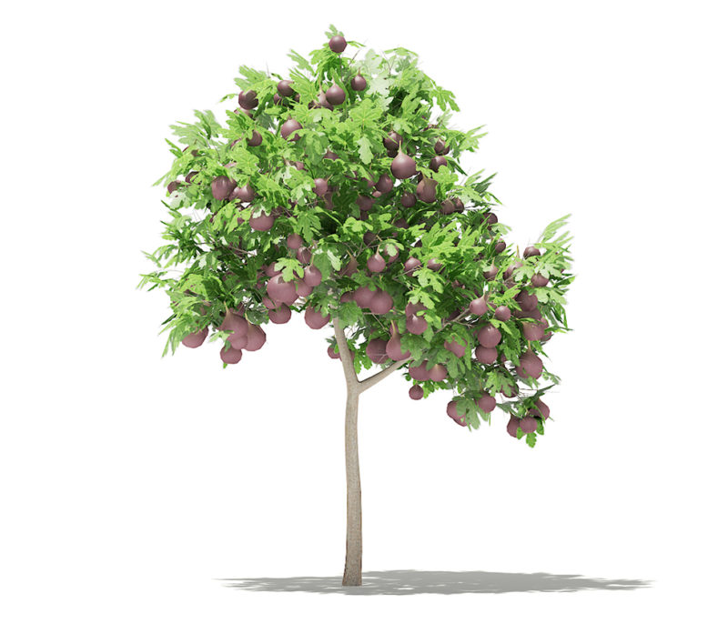 Free 3D Food Tree Model 3D Plants