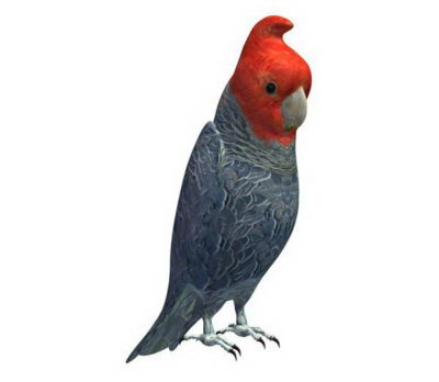 Free 3D Parrot Model Animals