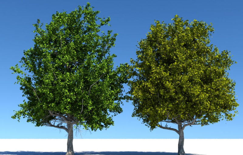 Free 3D Realistic Tree Model 3D Plants