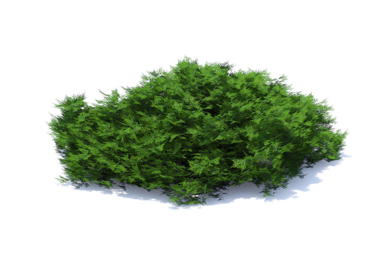 Free 3D Thuja Shrub Model 3D Studio Max ( max )
