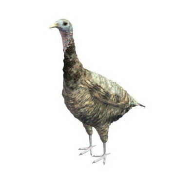 Free 3D Wild Turkey Model Animals