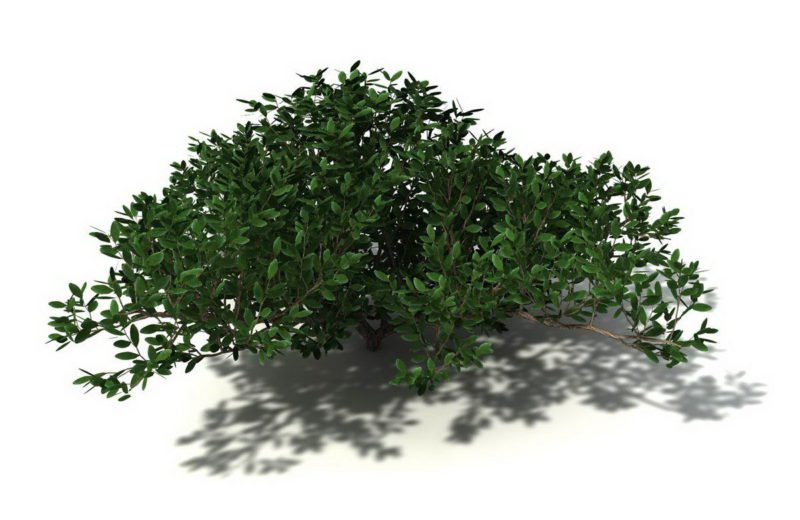 Free Cinema 4D Garden Plants 3D Plants