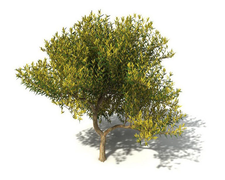 Free Cinema 4D Tree 3D Model 3D Plants