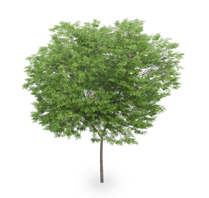 Free Realistic 3D Tree Model 3D Studio Max ( max )