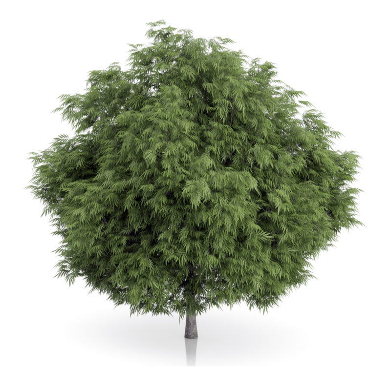 High quality Free Tree 3D Model 3D Studio (3ds)