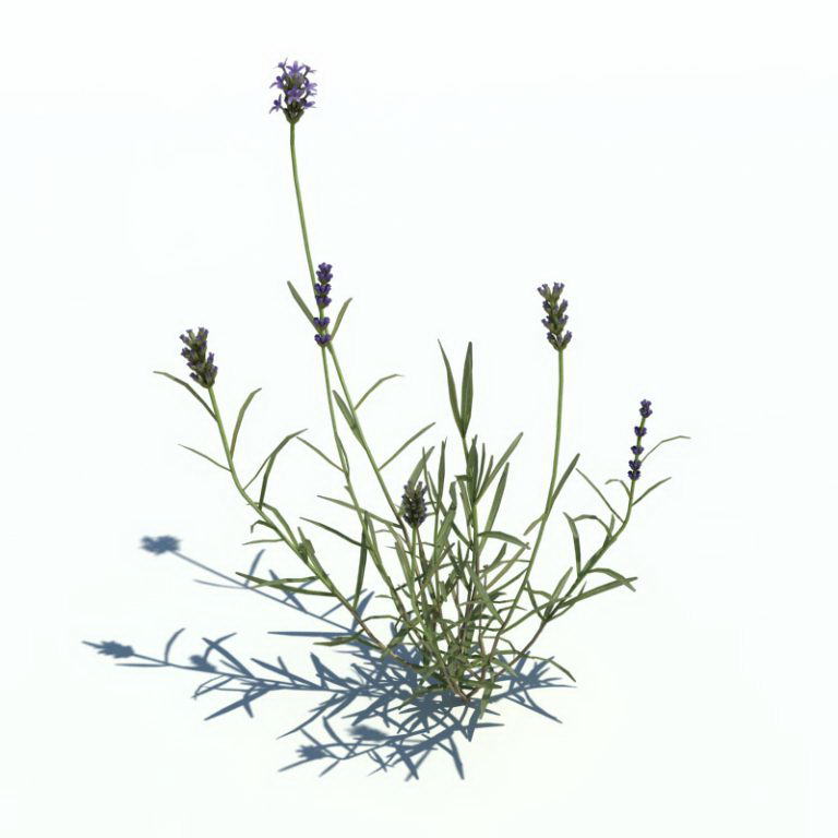 Lavender 3D Model Garden plants
