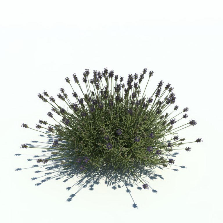 Lavender with Grass 3D Model Garden plants