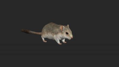 Mouse 3D Model Animals