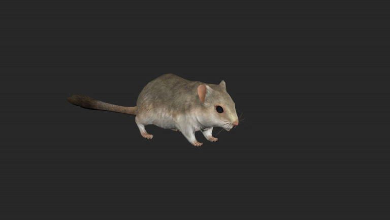 Mouse 3D Model Animals