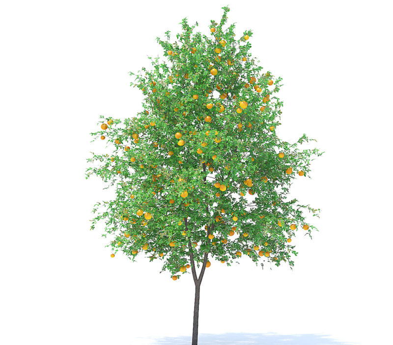 Orange Tree 3D Model 3D Plants