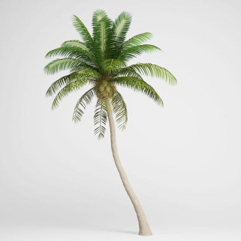 Palm Tree 3D Model Garden plants