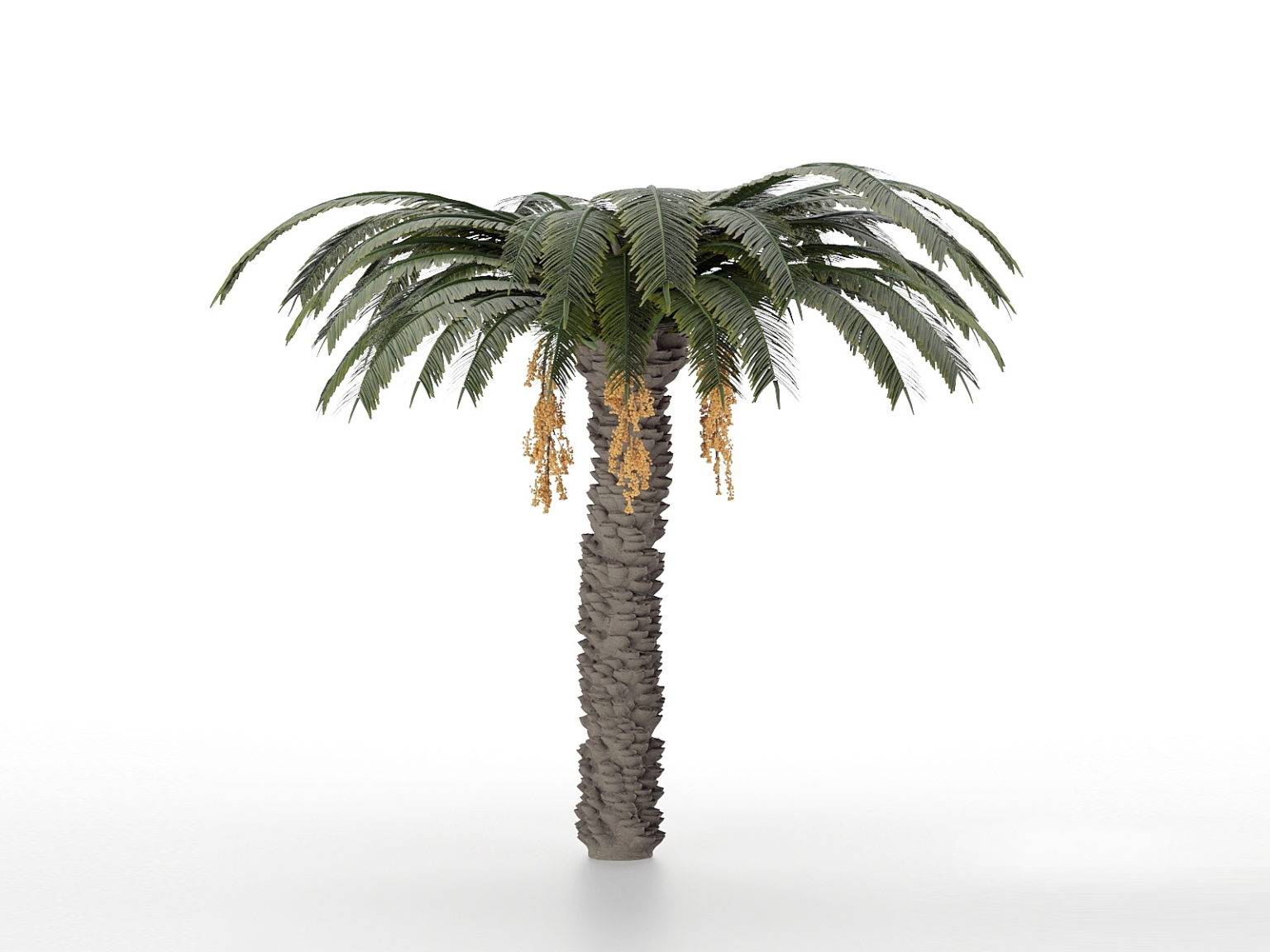 Palm Tree Free 3D Model Garden plants