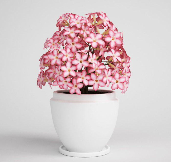 Pink flower with white flower pot House Plants