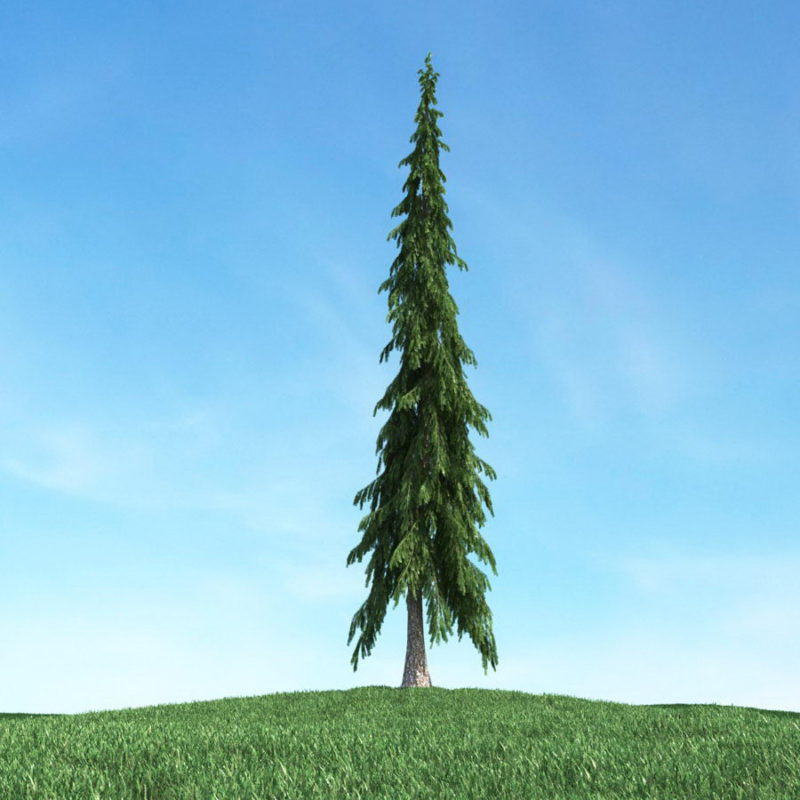 Pyramidal Tree 3D Model Garden plants