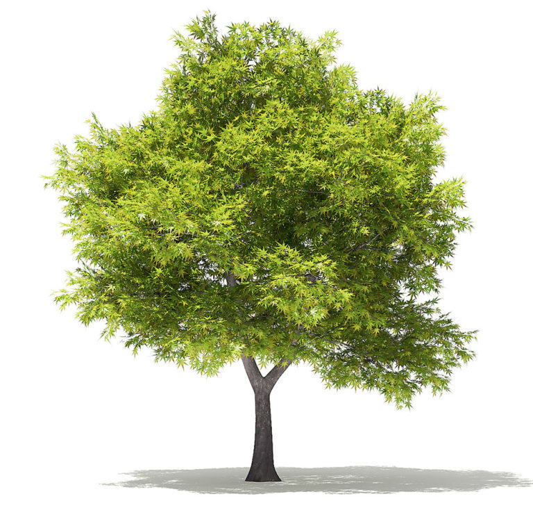Realistic Tree Free 3D Model 3D Plants