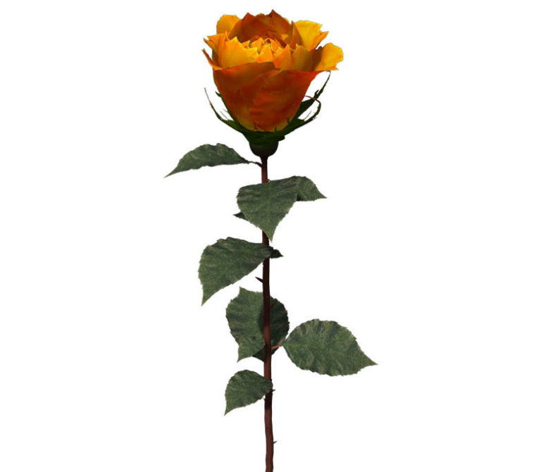 Rose Free 3D Model 3D Plants