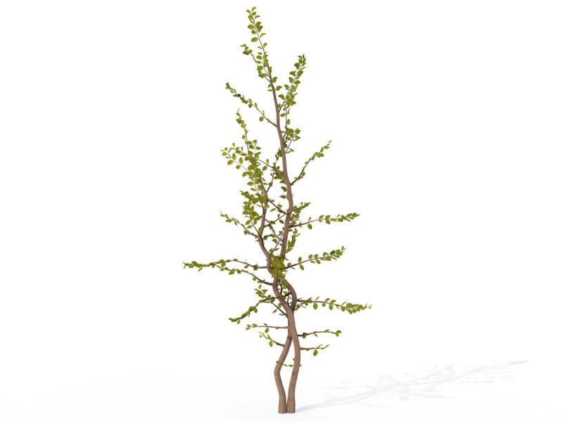 Sapling Carissa Tree 3D Model 3D Plants