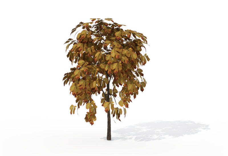 Sapling Horse Chestnut Tree 3D Model 3D Plants