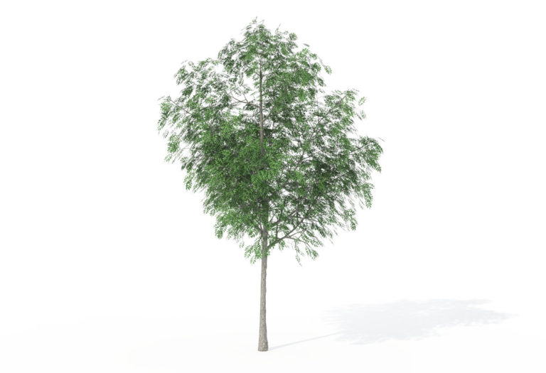 Sapling Pecan Tree 3D Model 3D Plants