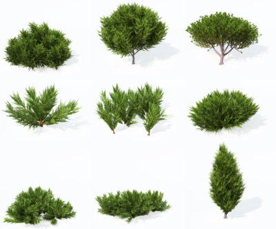 9 Savin Juniper Tree 3D Model 3D Plants