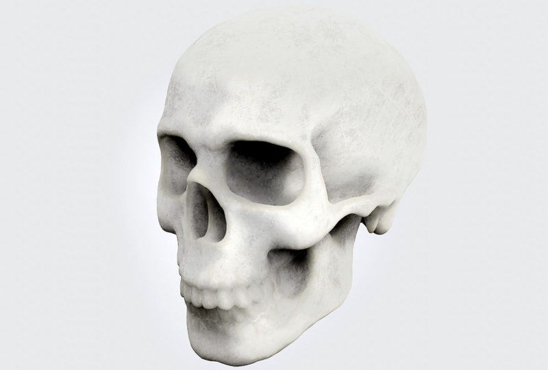 Skull Free 3D Model Other Objects
