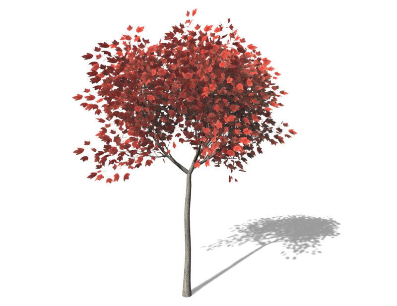 Small Red Maple Tree 3D Model 3D Plants