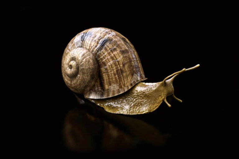 Realistic Snail Free 3D Model Animals