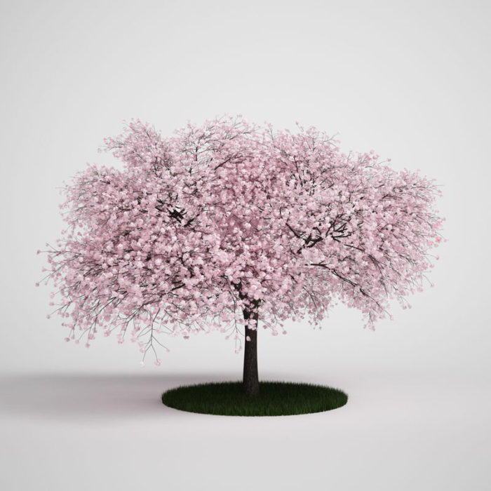 Tree With Pink Flower 3D Model Garden plants