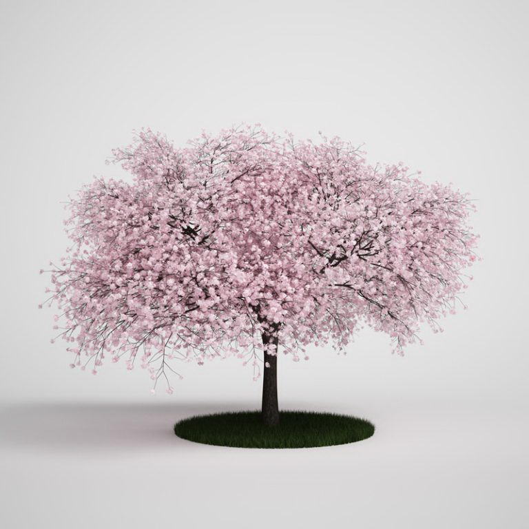 Tree With Pink Flower 3D Model Garden plants