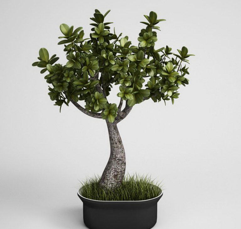 Tree with Flower Pot 3D House Plants
