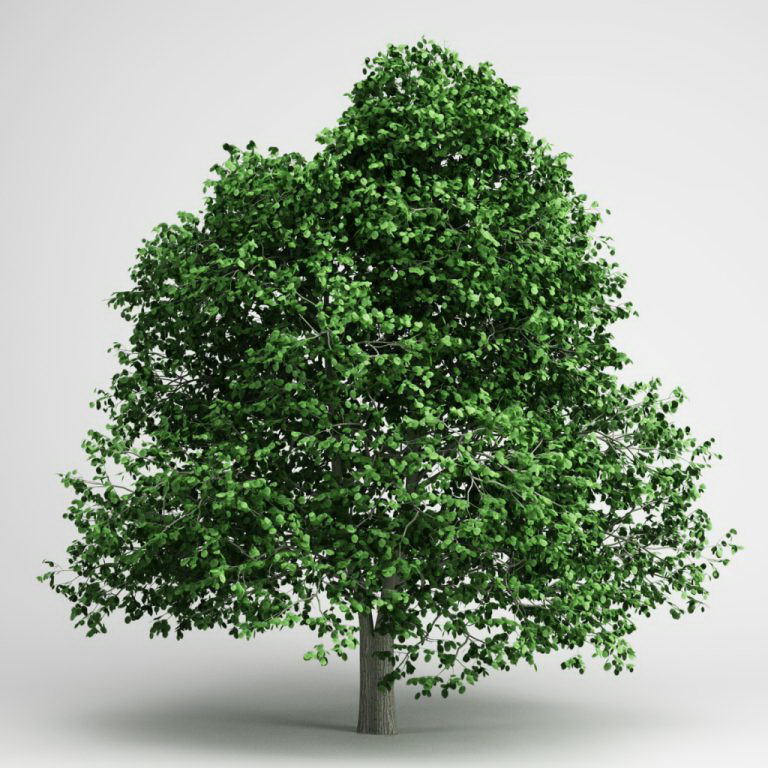 Tree with green foliage 3D Model Garden plants