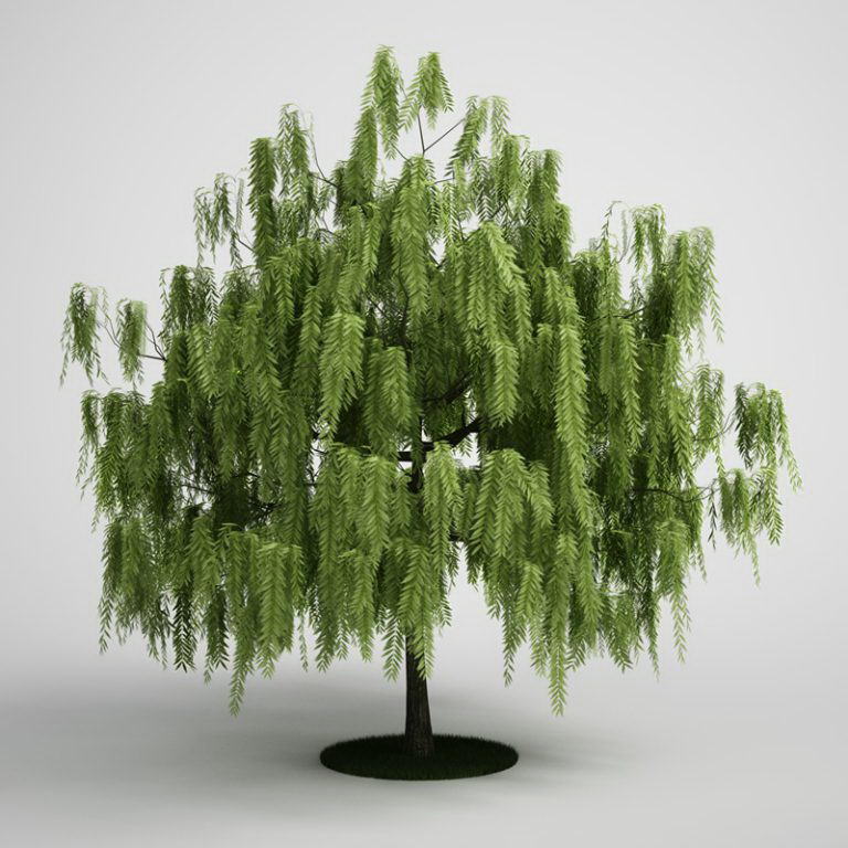 Willow Tree 3D Model Garden plants
